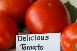 Best 10 Heirloom Tomatoes You Must Grow - Drop By My Home