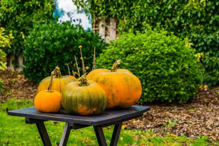28 Amazing Fall Garden Vegetables For An Amazing Harvest - Drop By My Home