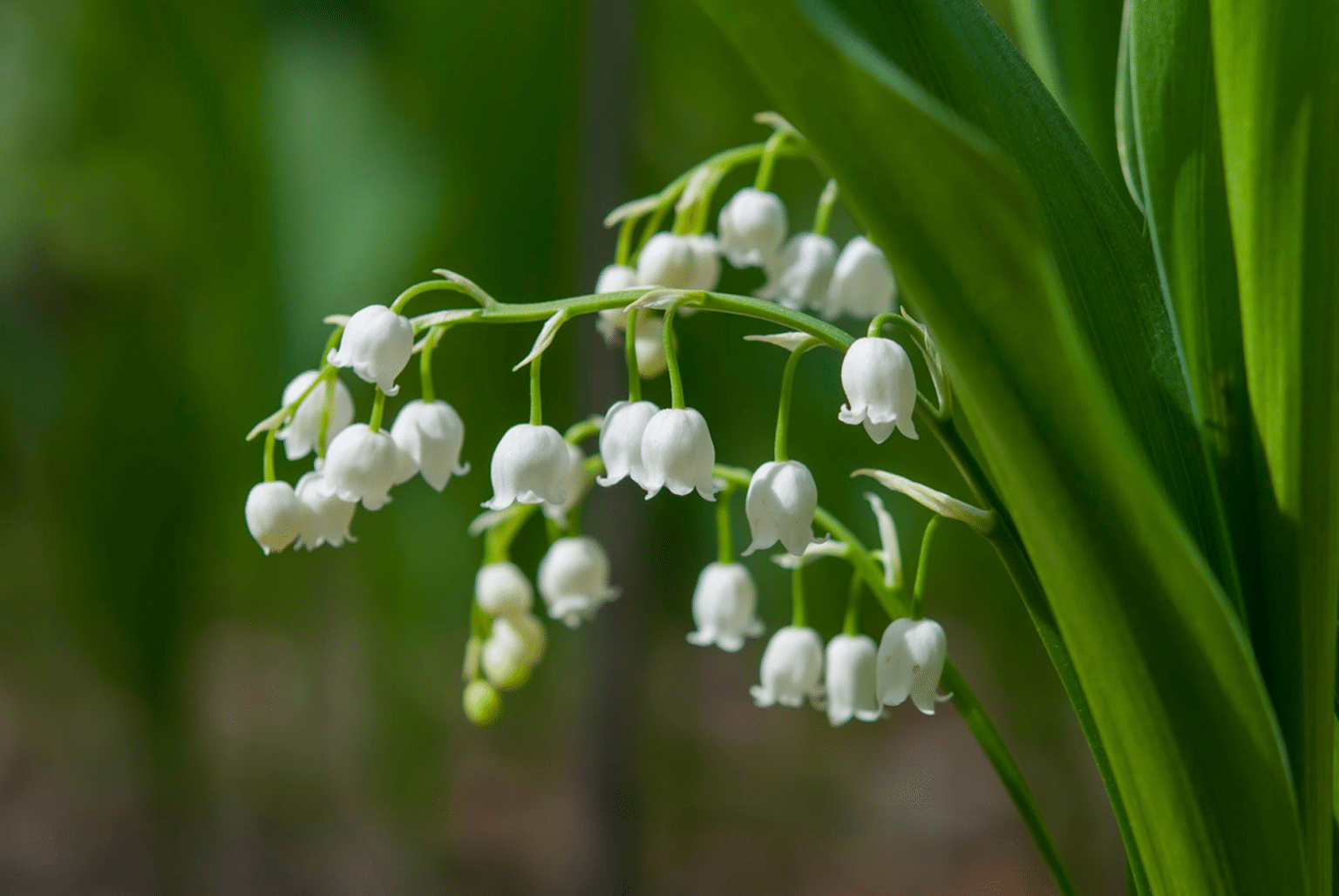 No Sun Garden Ideas: Creative Tips for Shady Spots - Drop By My Home