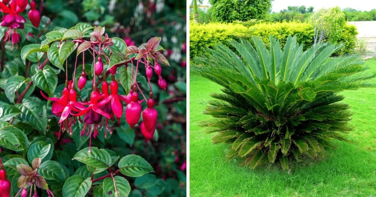 No Sun Garden Ideas: Creative Tips for Shady Spots - Drop By My Home