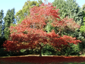 8 Oak Trees for Fall Foliage - Drop By My Home
